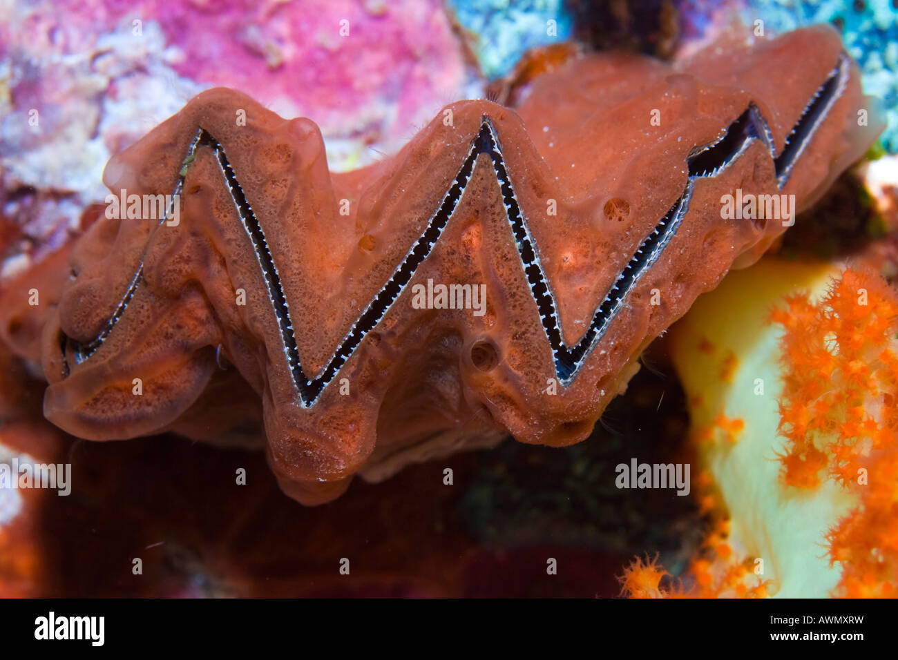 Zig-zag Oyster or Leaf Oyster (Pycnodonta cristagalli or Lopha ...