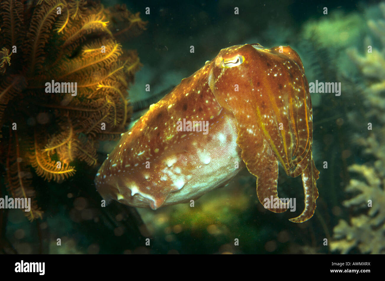 Broadclub Cuttlefish or Reef Cuttlefish (Sepia latimanus), Maldives ...