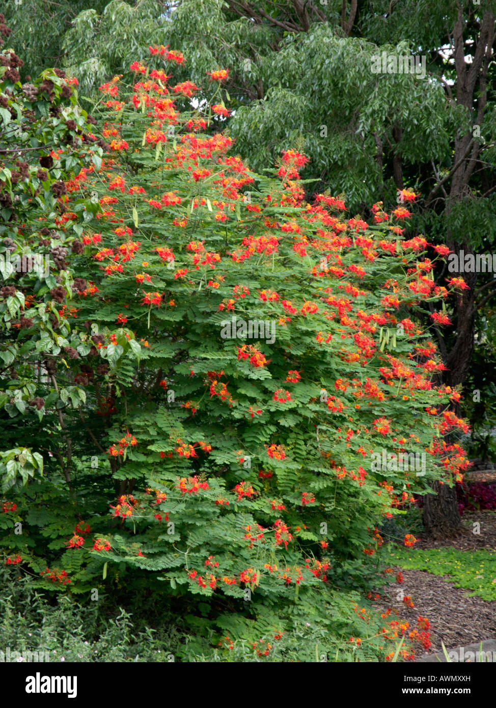 Pride of Barbados (Caesalpinia pulcherrima Stock Photo - Alamy