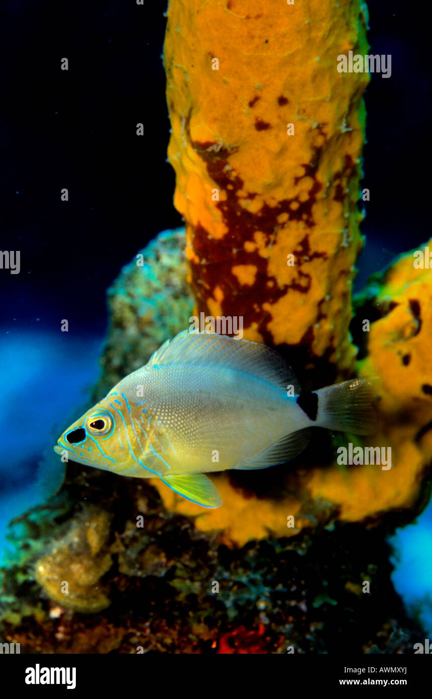 Butter Hamlet (Hypoplectrus unicolor), Caribbean Sea, Americas Stock ...