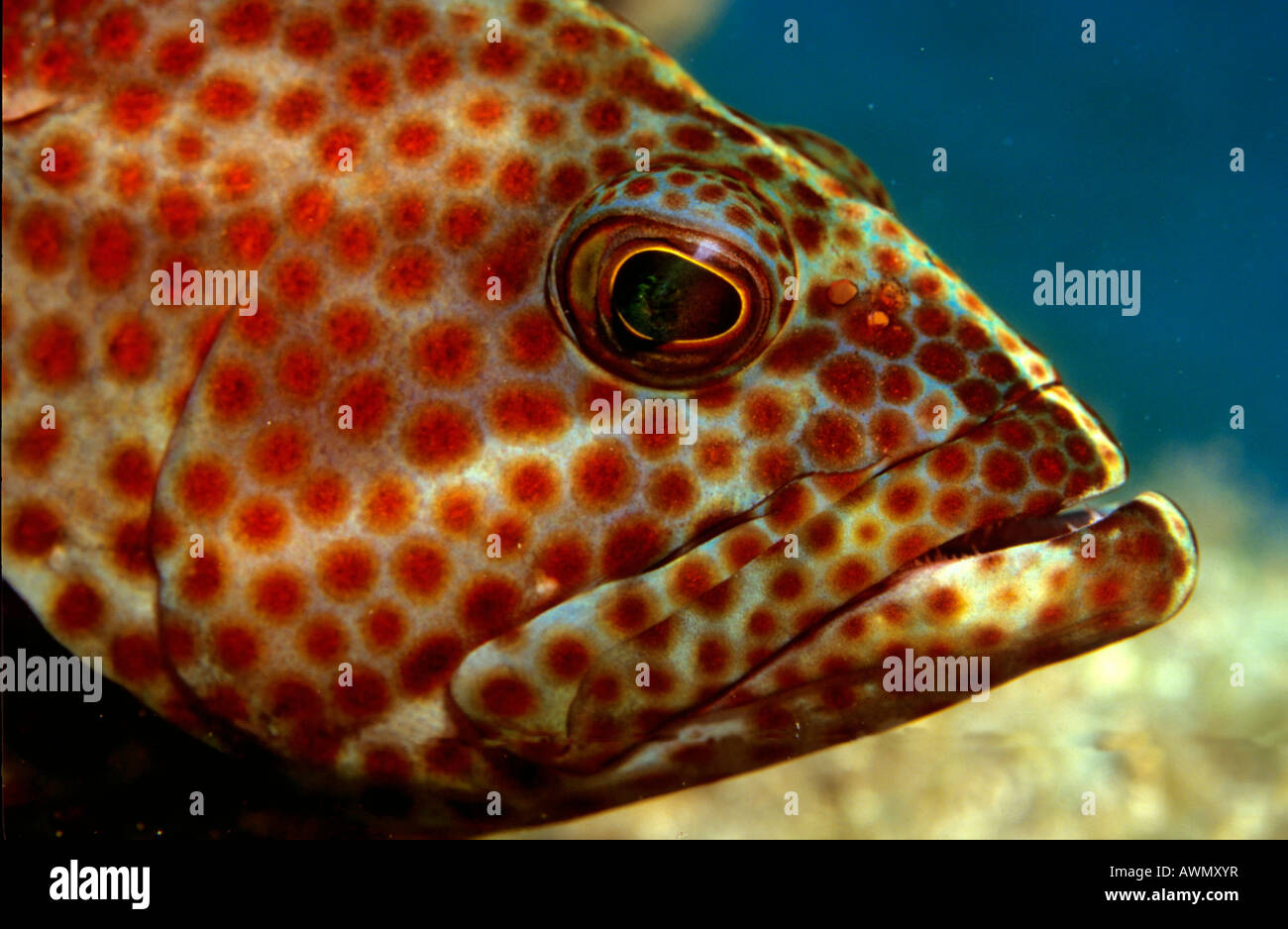 Tiger Grouper (Mycteroperca tigris), Caribbean, Americas Stock Photo ...