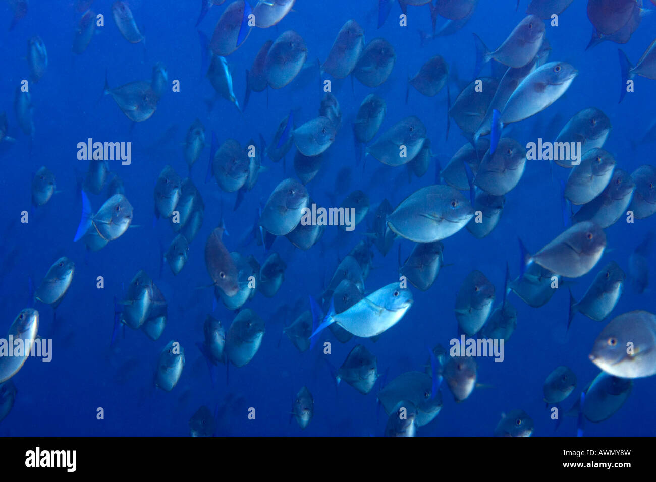 Sleek animals hi-res stock photography and images - Alamy