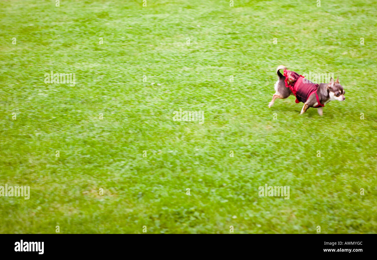 Dog running in grass Stock Photo - Alamy