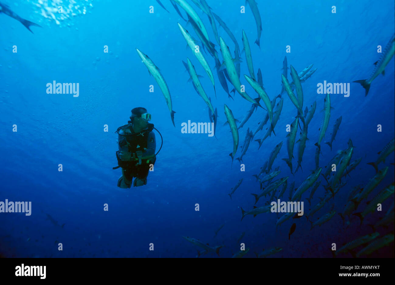 Great Barracuda High Resolution Stock Photography and Images - Alamy