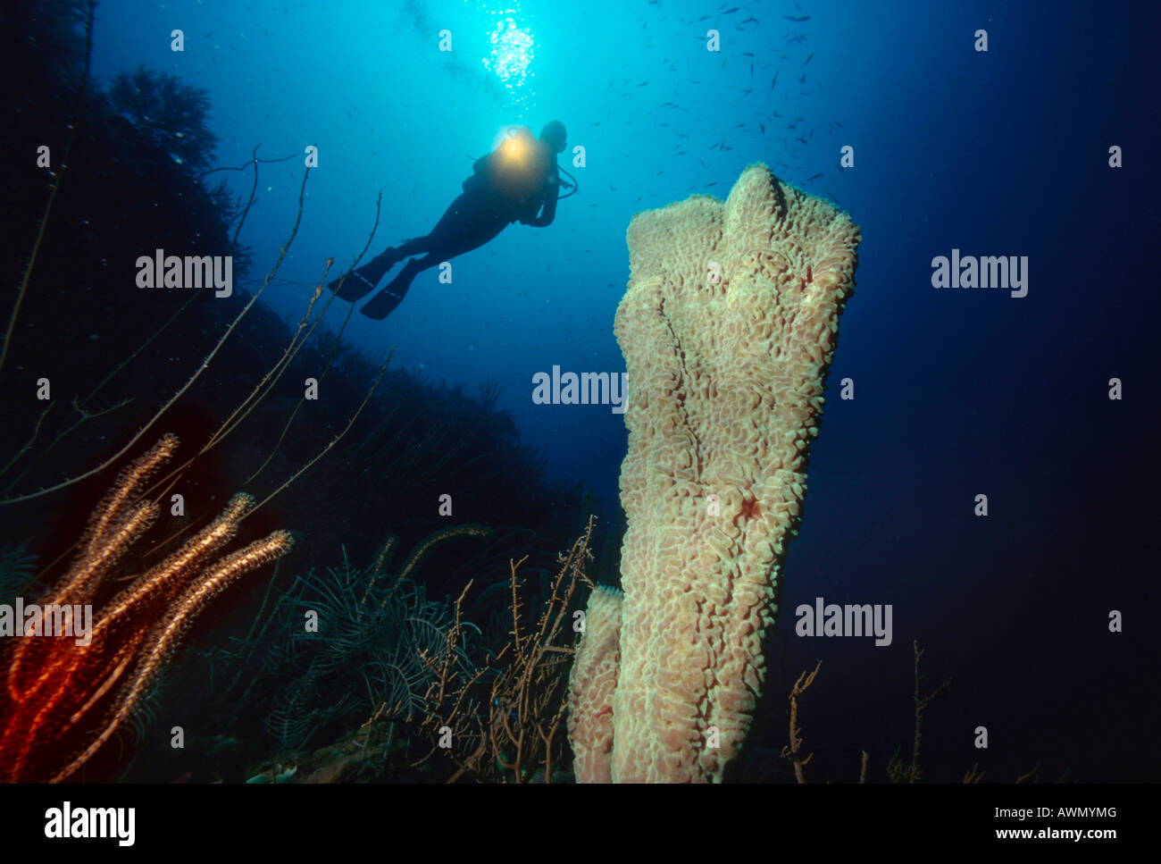 Sea sponge hi-res stock photography and images - Alamy