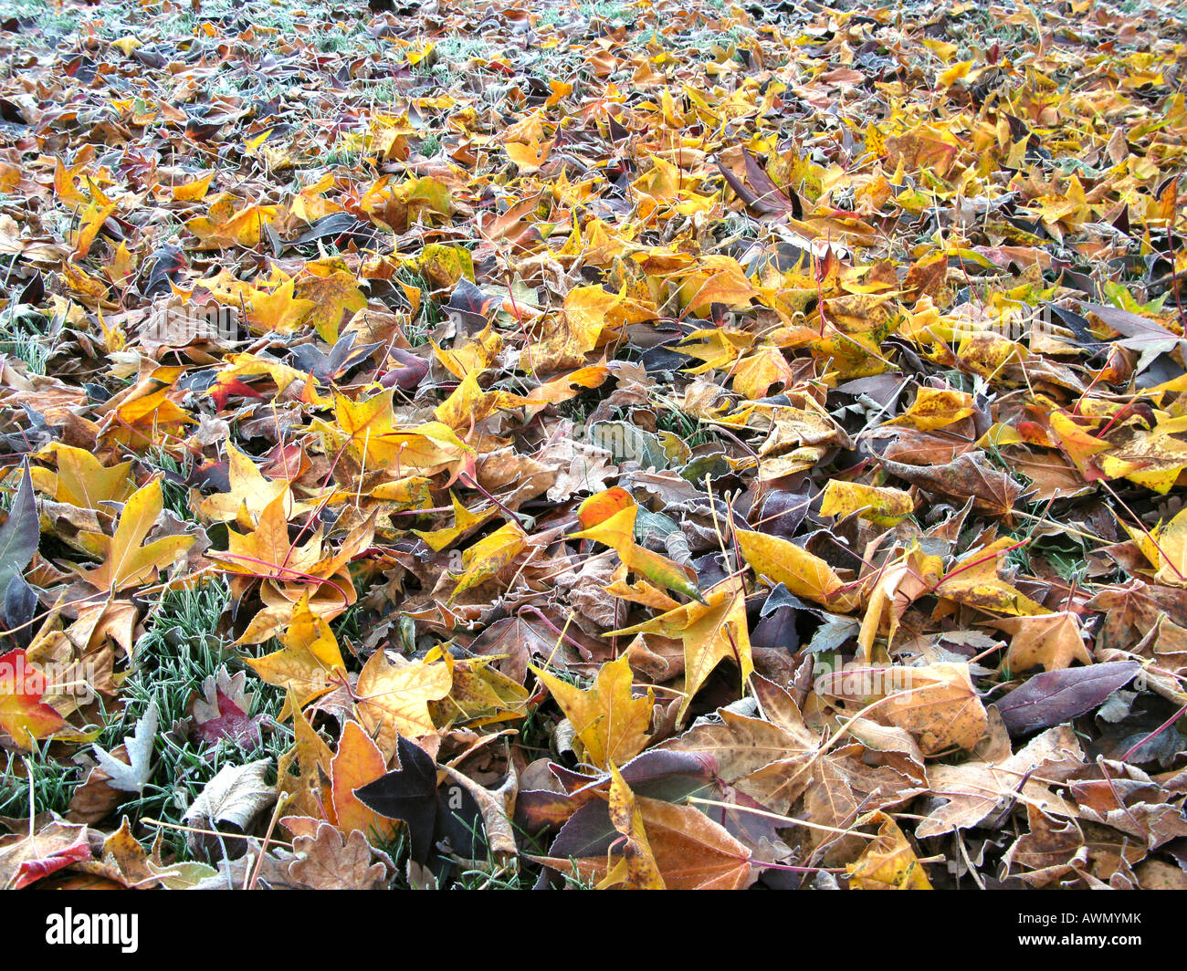 colourful woodfloor with autumn leaves Stock Photo - Alamy