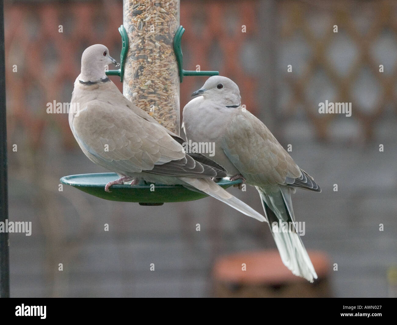 Pair doves hi-res stock photography and images - Alamy