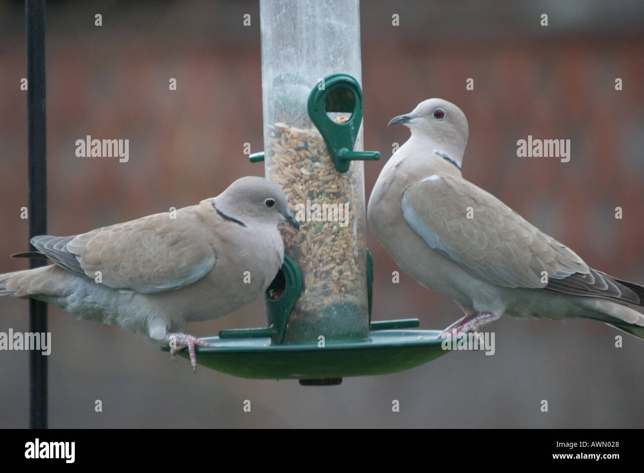Pair of collared doves on suburban garden bird feeder Stock Photo - Alamy