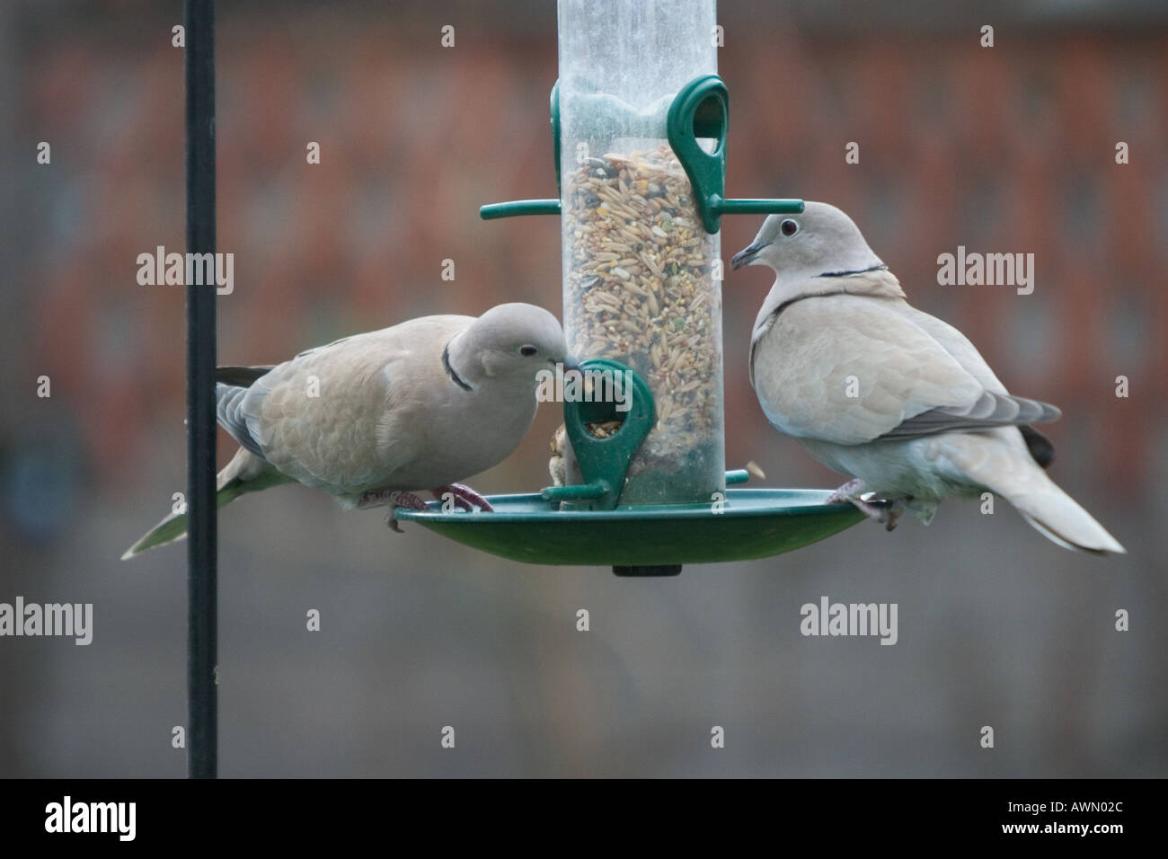 Collared doves garden hi-res stock photography and images - Alamy