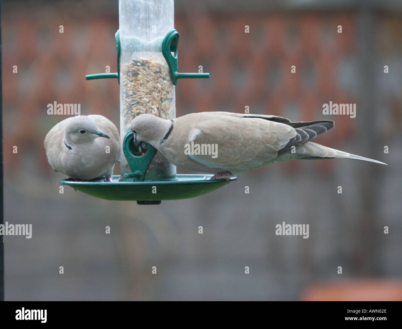 Pair of collared doves on suburban garden bird feeder Stock Photo - Alamy