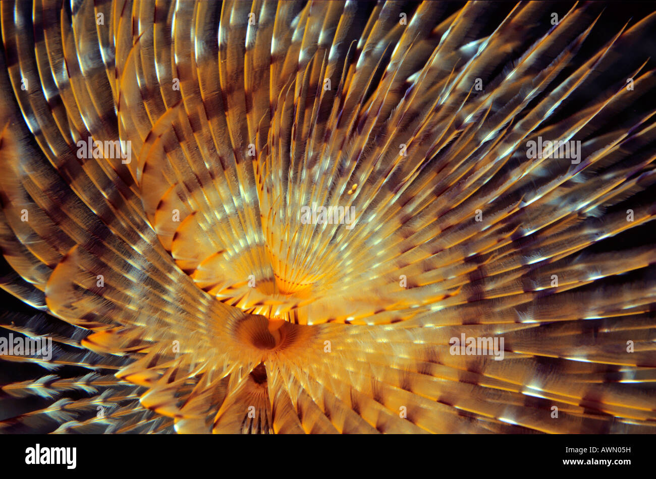Feather Duster Worm (Sabellidae), Mediterranean, Turkey, Europe Stock ...