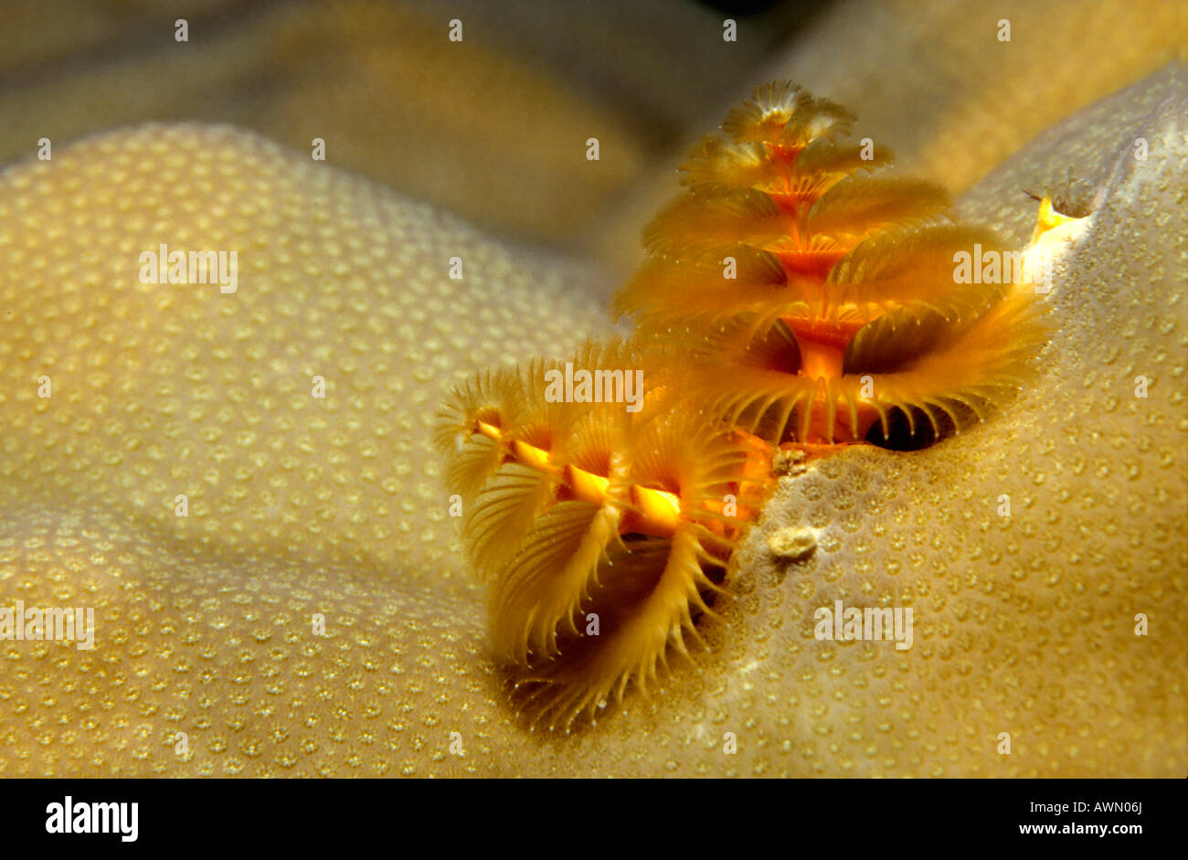 Cuba marine life hi-res stock photography and images - Alamy