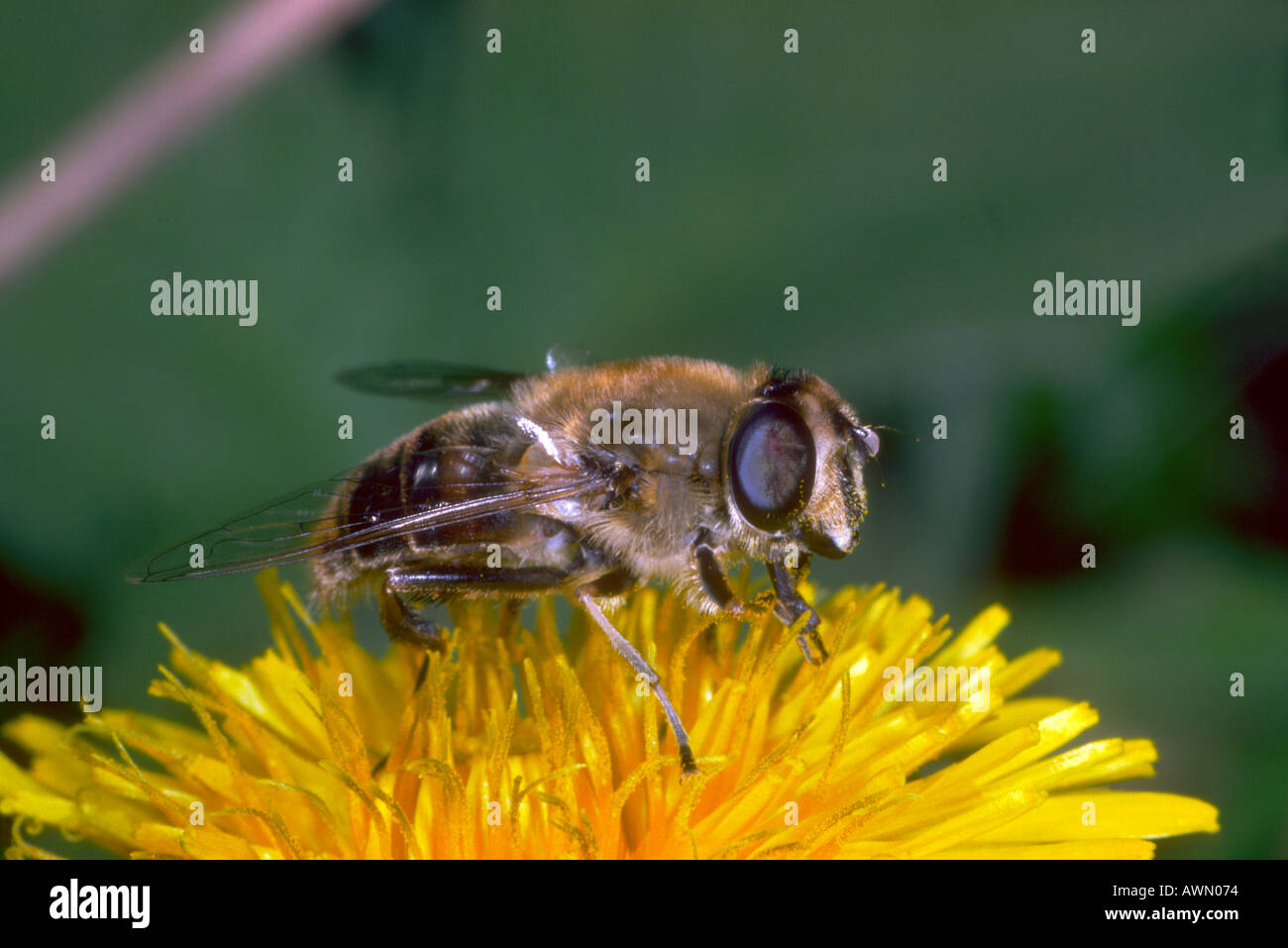 Hoverfly behavior hi-res stock photography and images - Alamy