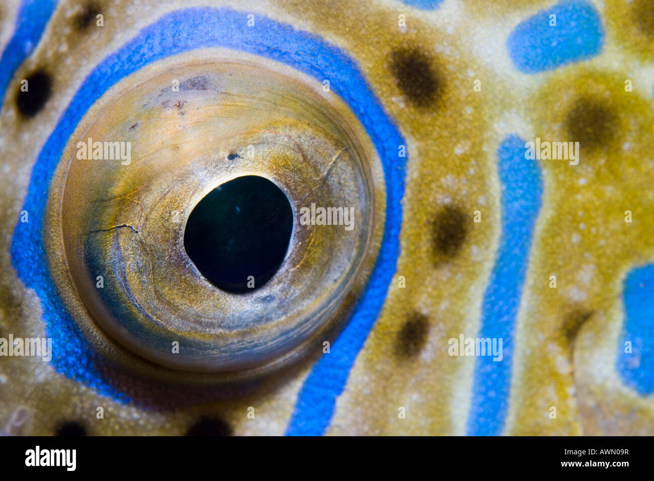 Closeup, Scrawled Filefish or Scribbled Leatherjacket (Aluterus ...