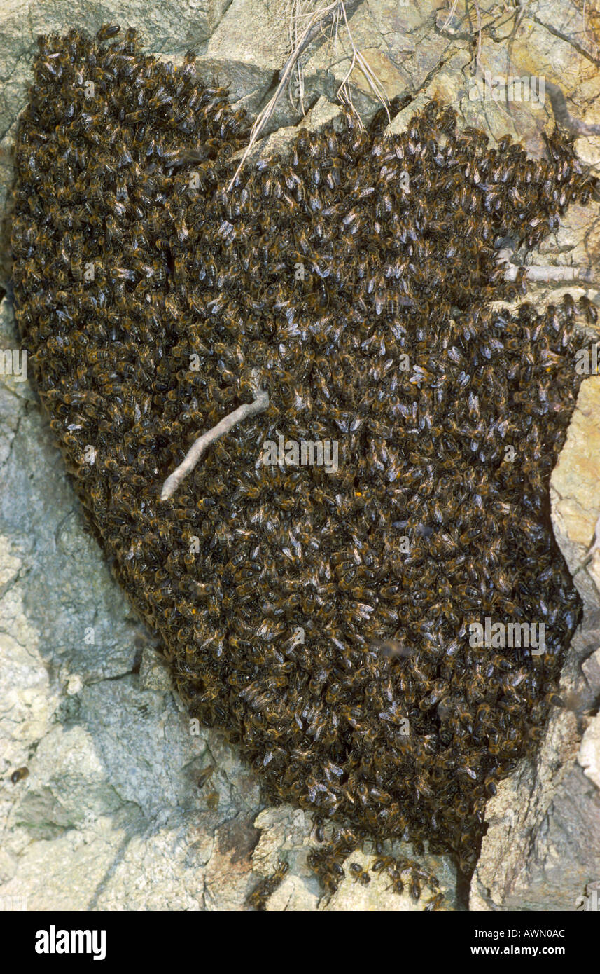 Beware Bees High Resolution Stock Photography and Images - Alamy