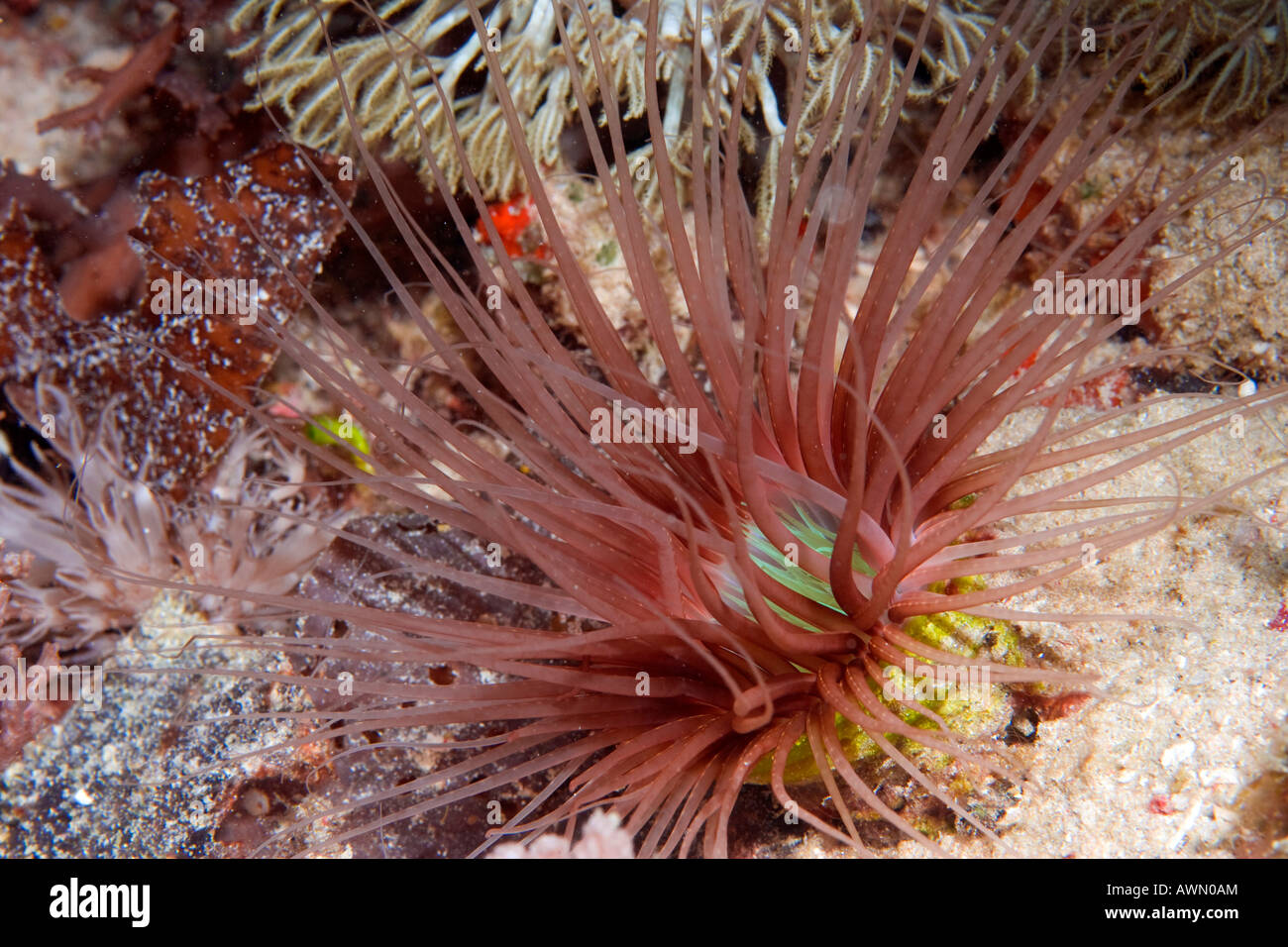 Tube Anemone (Cerianthus filiformis), Philippines, Asia Stock Photo - Alamy