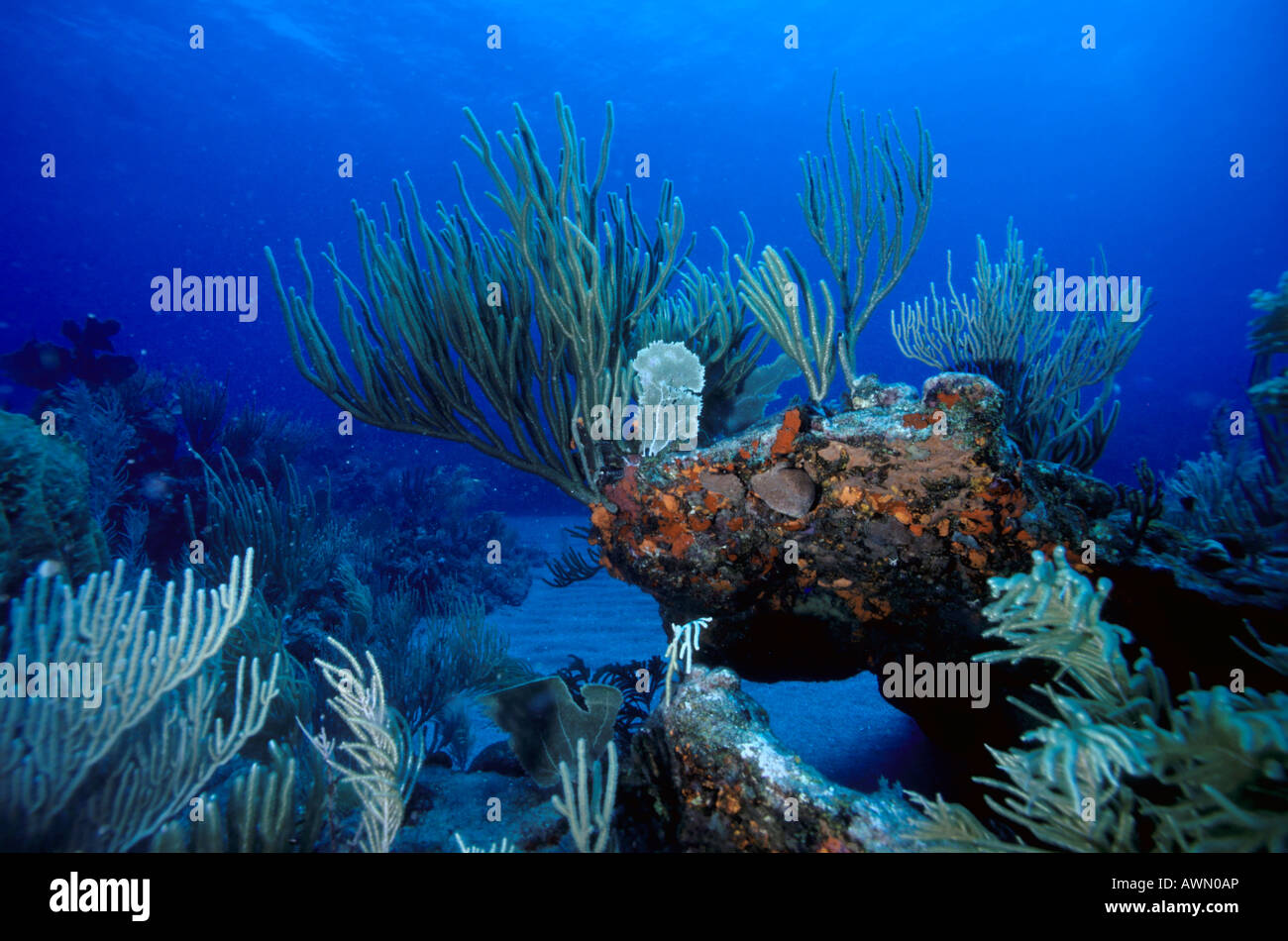Gorgonians or Sea Fans (Alcyonaria) on the Caribbean Sea floor ...