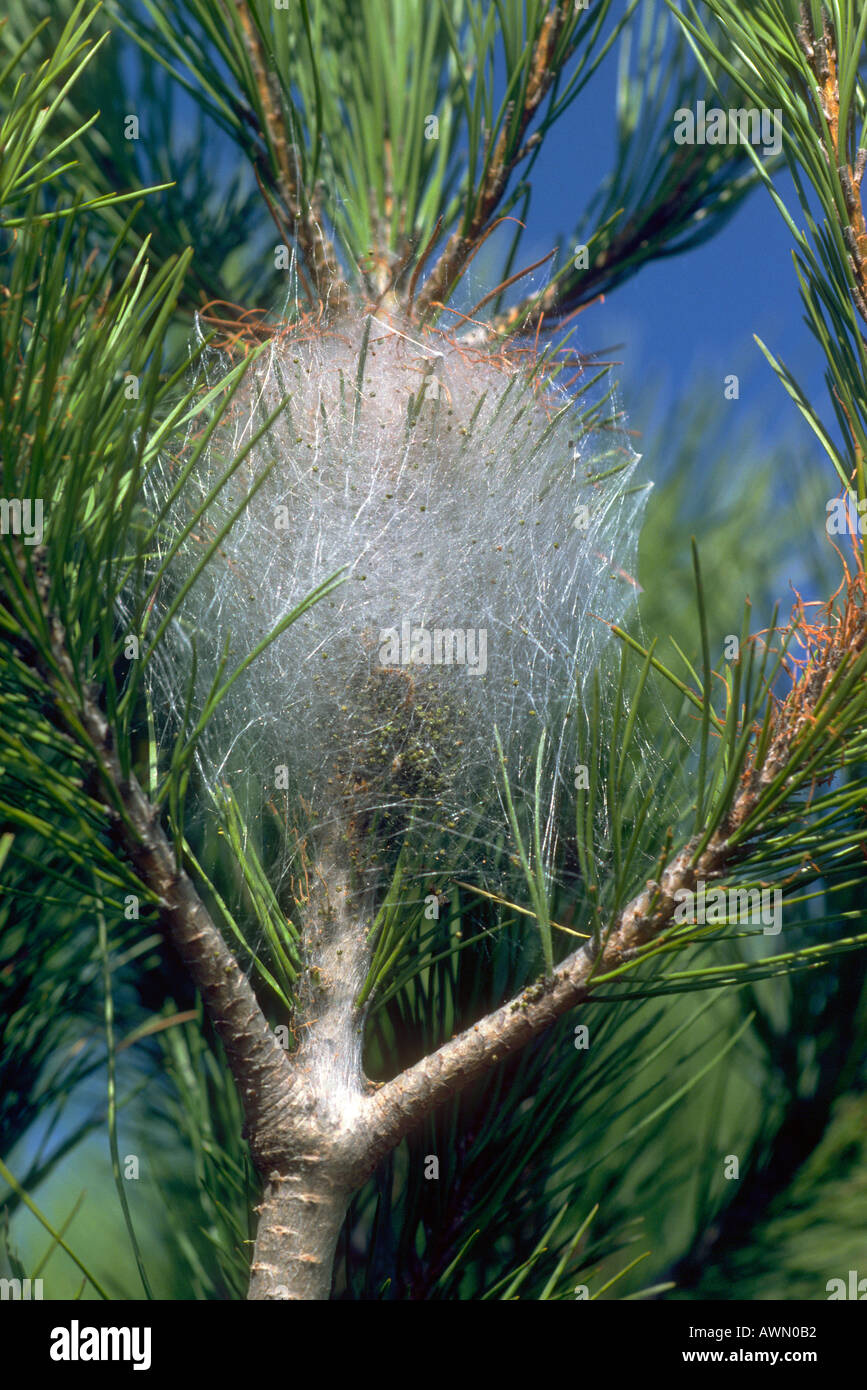 Pine Processionary Moth (Thaumetopoea / Traumatocampa pityocampa ...