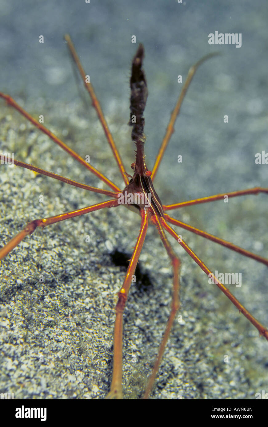 Yellowline Arrow Crab (Stenorhynchus seticornis), Caribbean, Americas ...