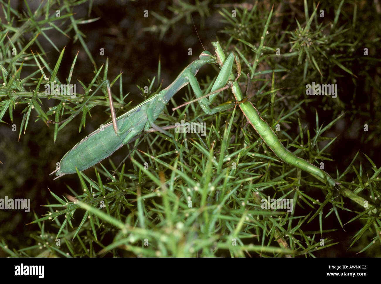 Praying Mantis Mantis religiosa Eating a Stick Insect Stock Photo - Alamy