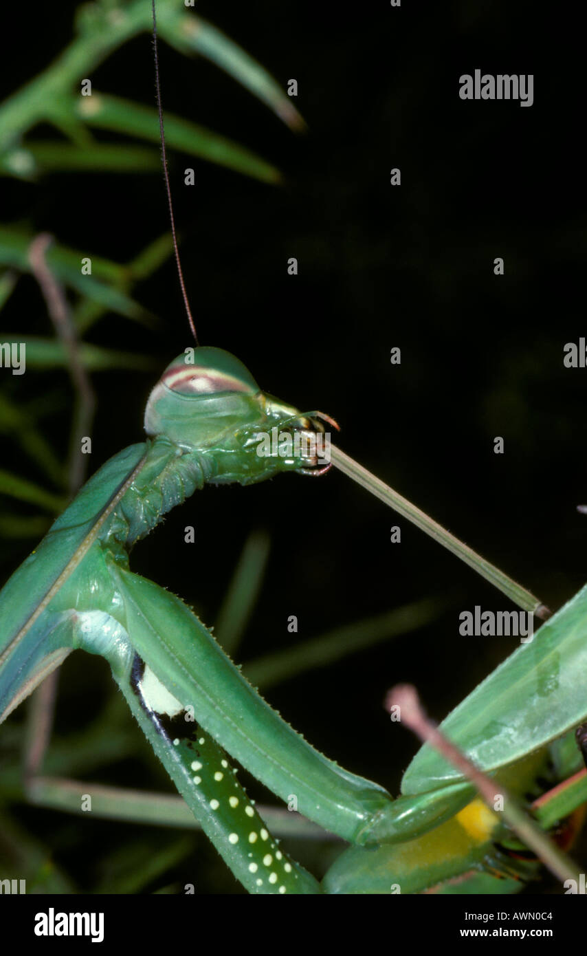 Praying Mantis, Mantis religiosa. Eating a Stick Insect Stock Photo - Alamy