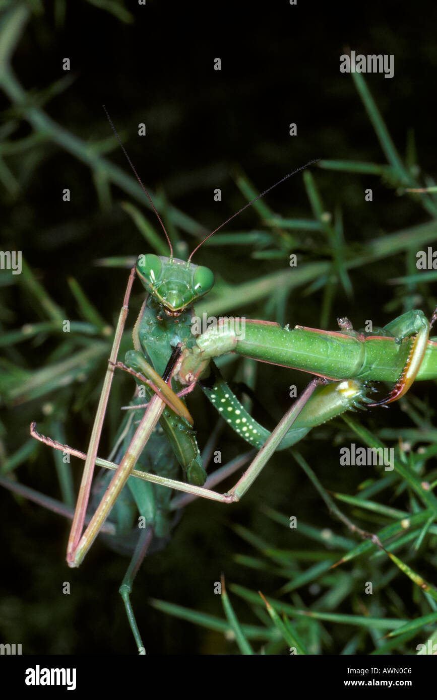 Praying Mantis, Mantis religiosa. Eating a Stick Insect Stock Photo - Alamy