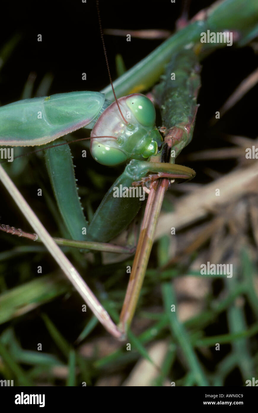 Praying Mantis, Mantis religiosa. Eating a Stick Insect Stock Photo - Alamy