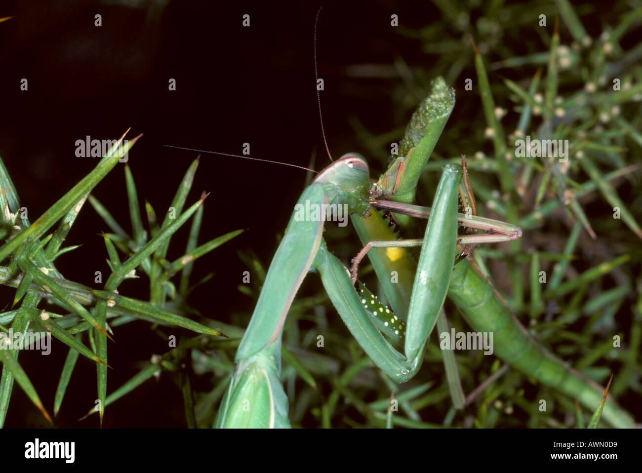 Mantis Religiosa Eating A Prey High Resolution Stock Photography and ...