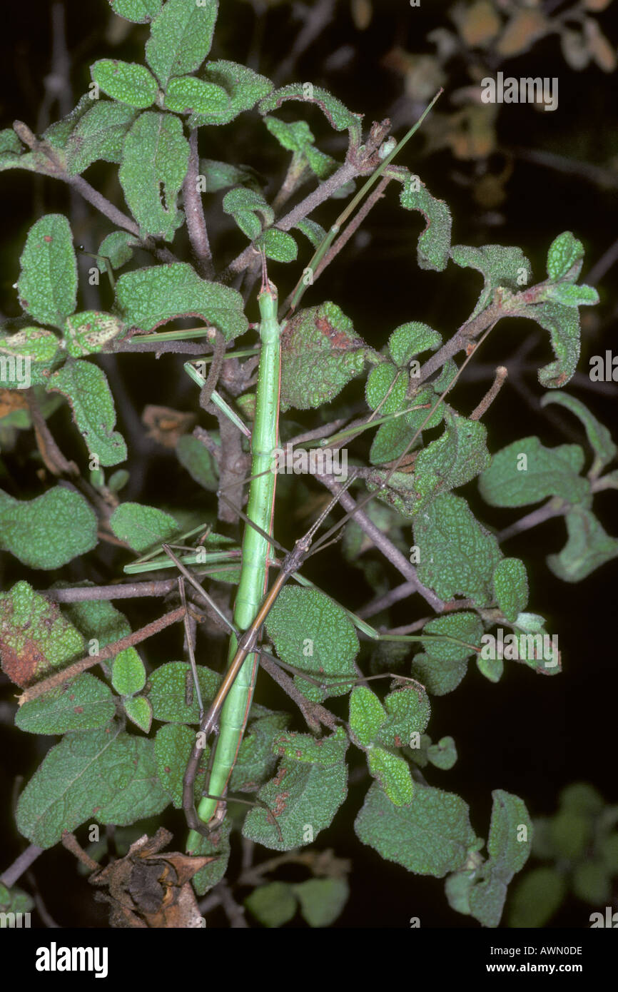 Stick Insects, Bacillus rossius. Pair mating on plant Stock Photo - Alamy