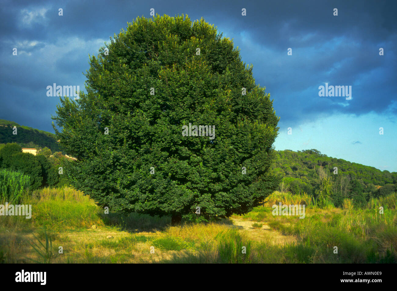 Smooth-leaf Elm (Ulmus minor, Ulmus campestris, Ulmus carpinifolia ...