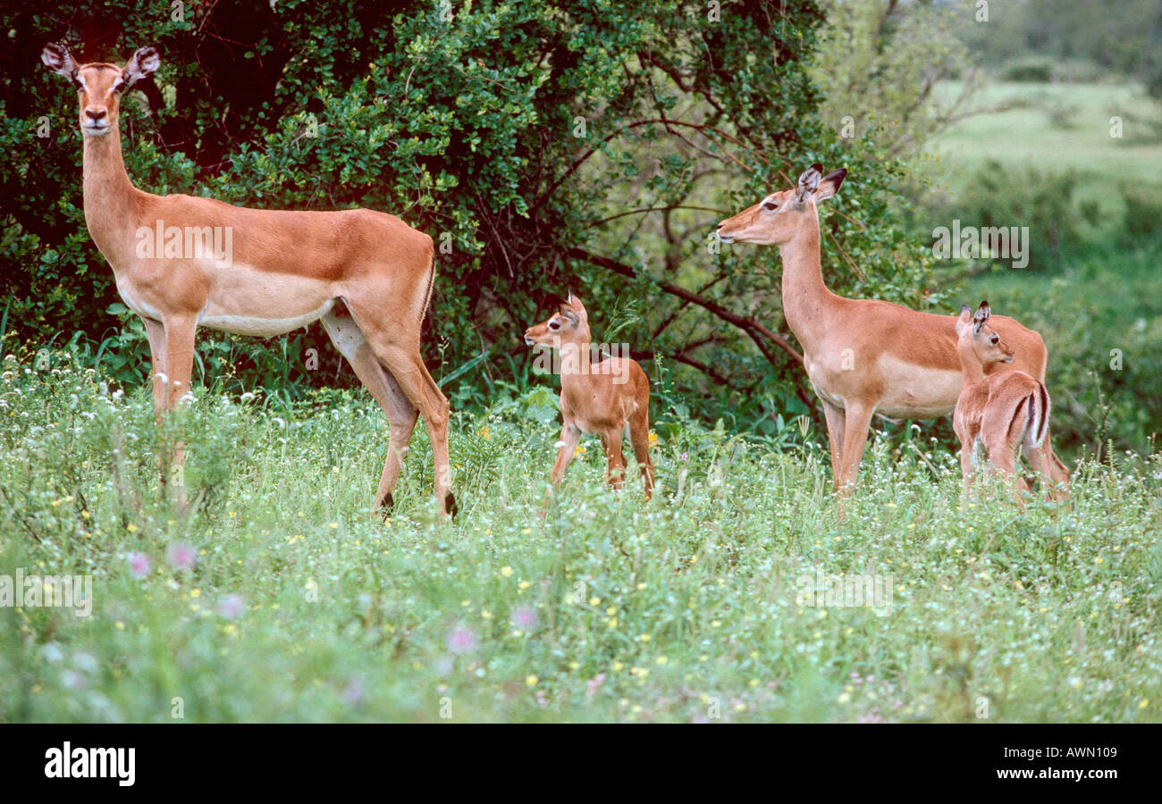 IMPALA ANTELOPE Aepyceros melampus KRUGER NATIONAL PARK SOUTH AFRICA ...
