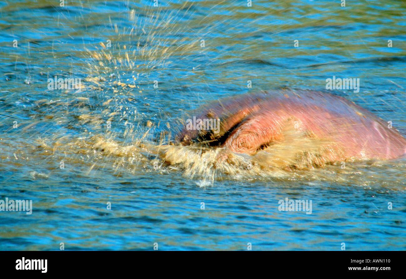 Defacating hi-res stock photography and images - Alamy