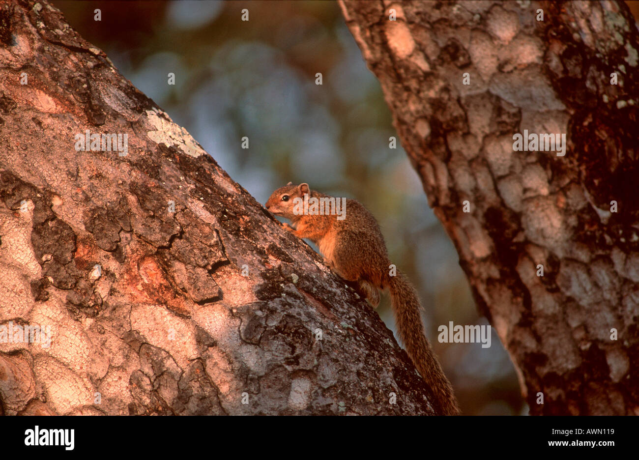 AFRICAN TREE SQUIRREL SPECIES TBA KRUGER NATIONAL PARK SOUTH AFRICA ...