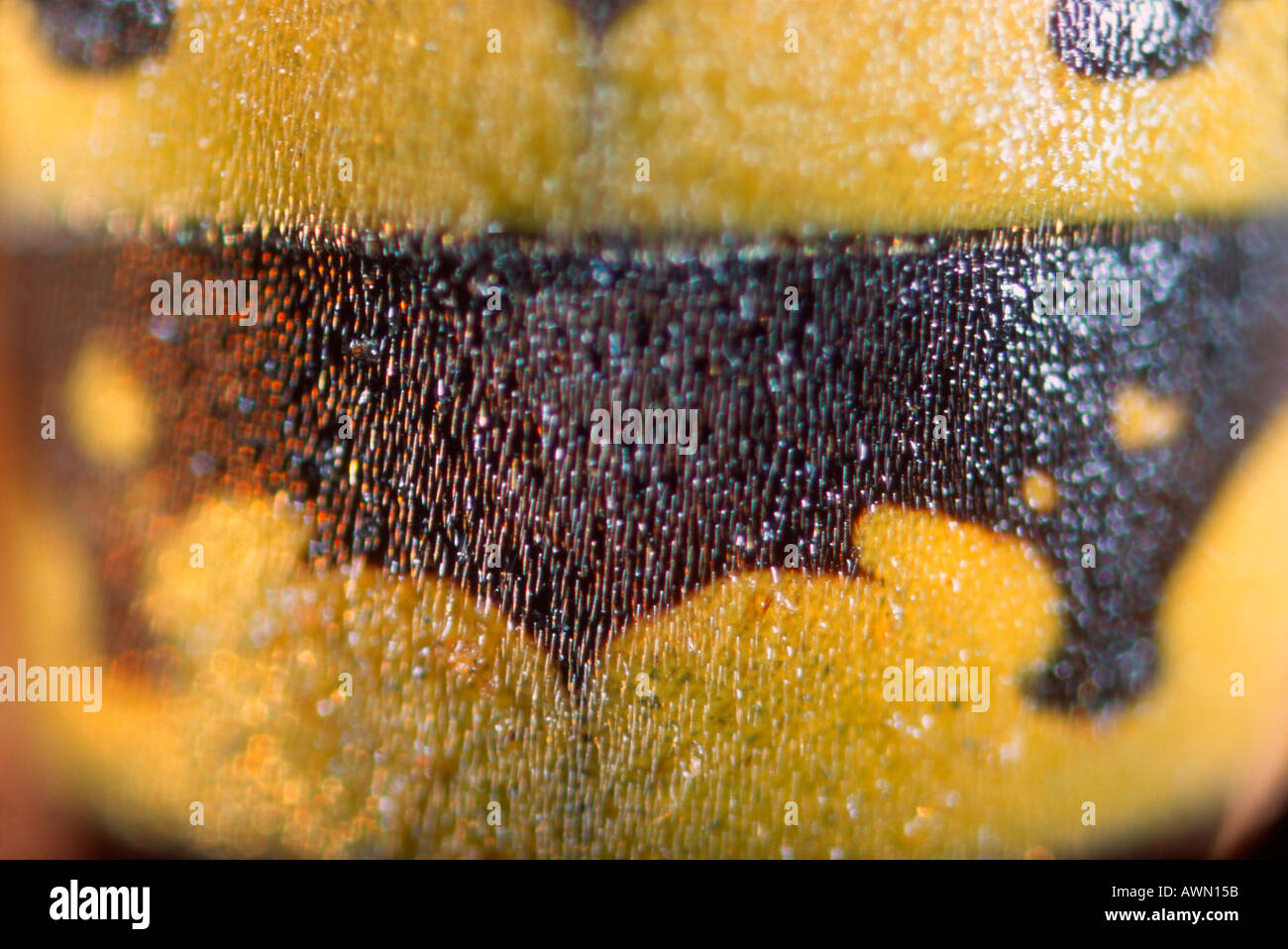 Black insect abdomen hi-res stock photography and images - Alamy