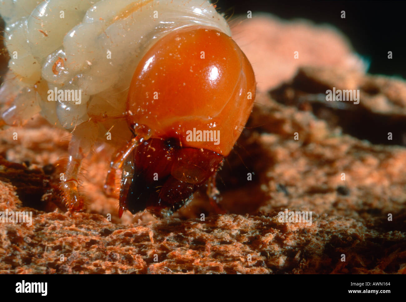 Scarab Beetle, Family Scarabeidae. Close-up of head of grub on timber ...