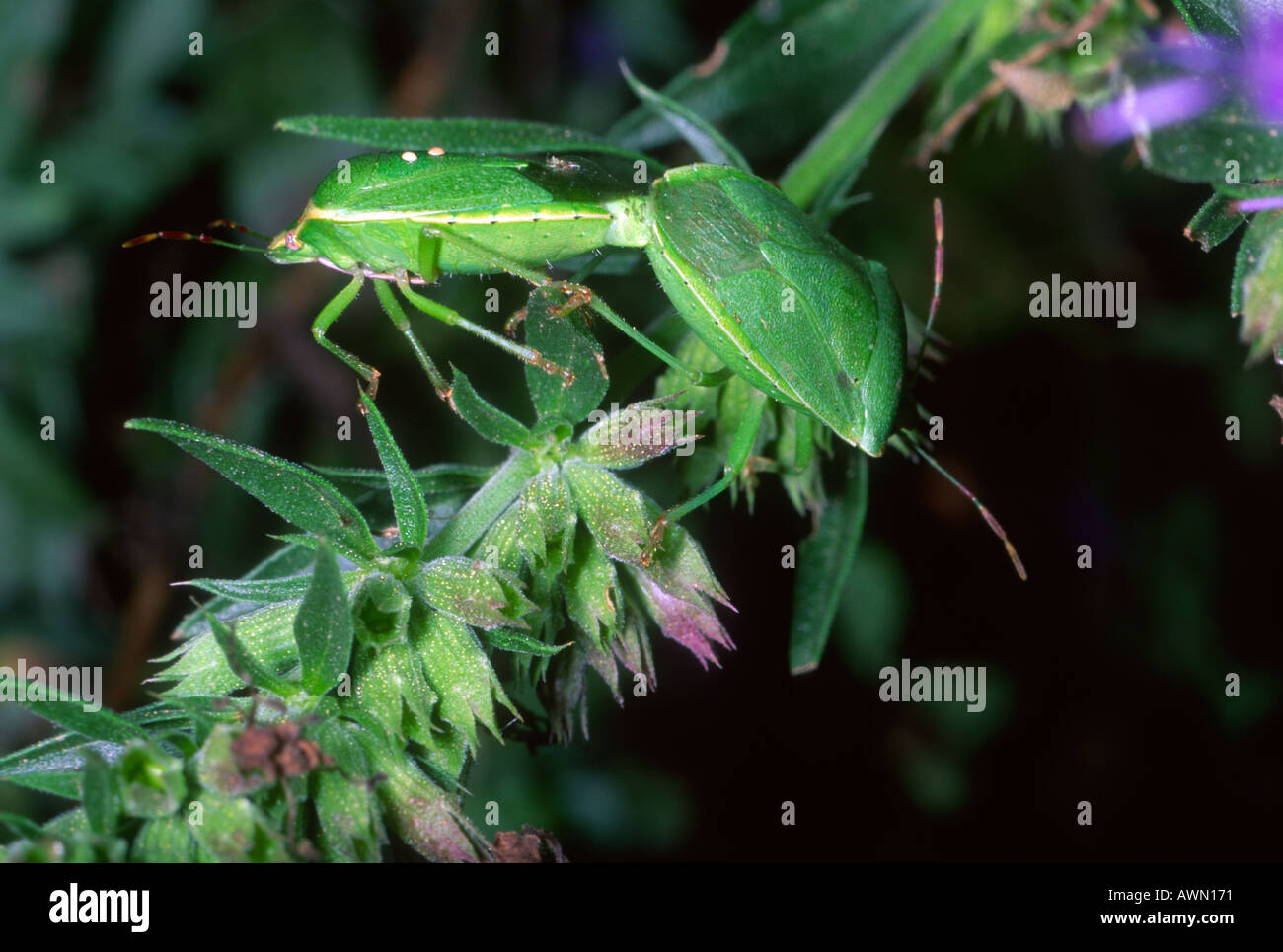 Green shield bug mating hi-res stock photography and images - Alamy