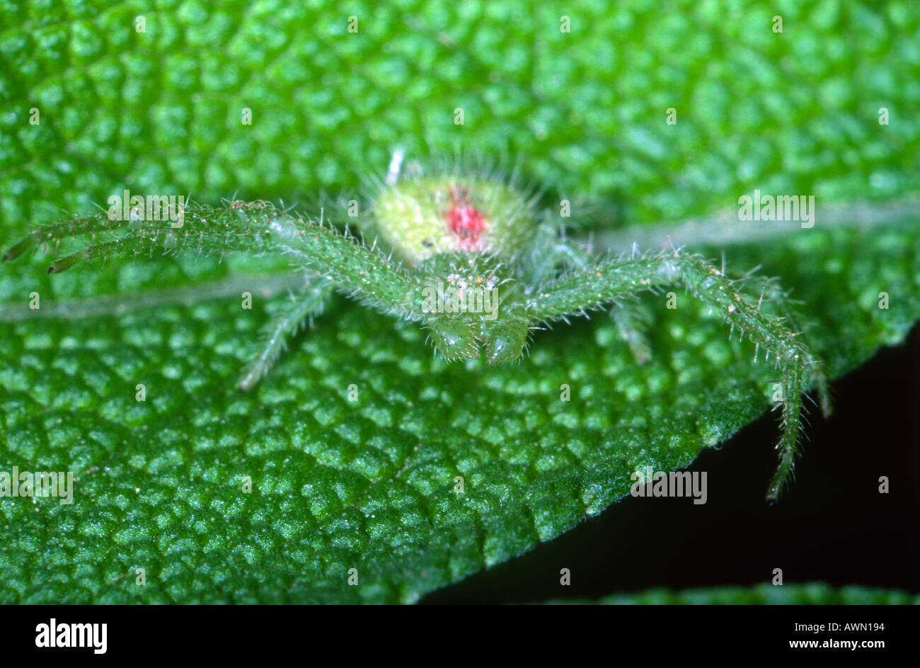 Heriaeus hirtus hi-res stock photography and images - Alamy