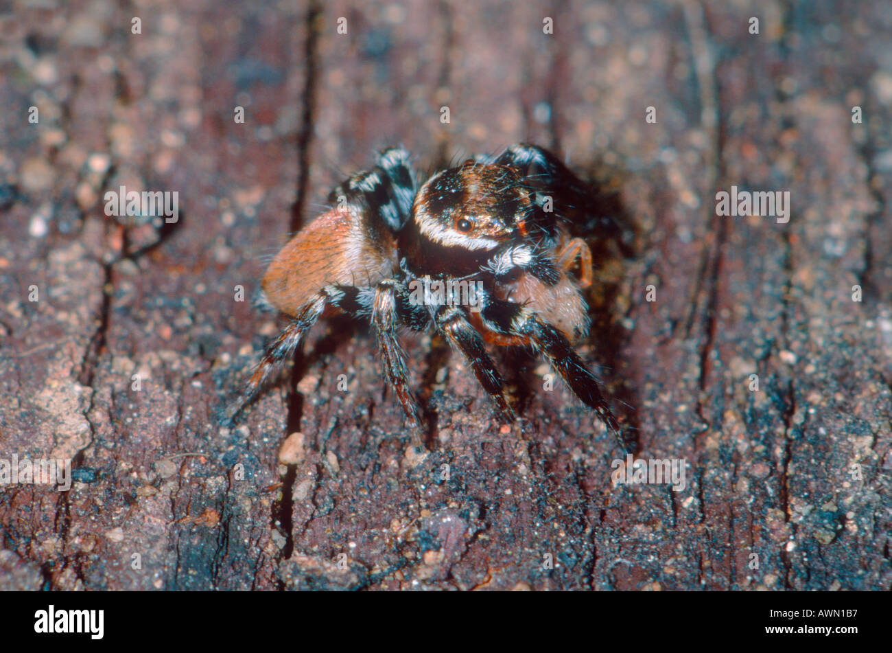 Evarcha jucunda hi-res stock photography and images - Alamy