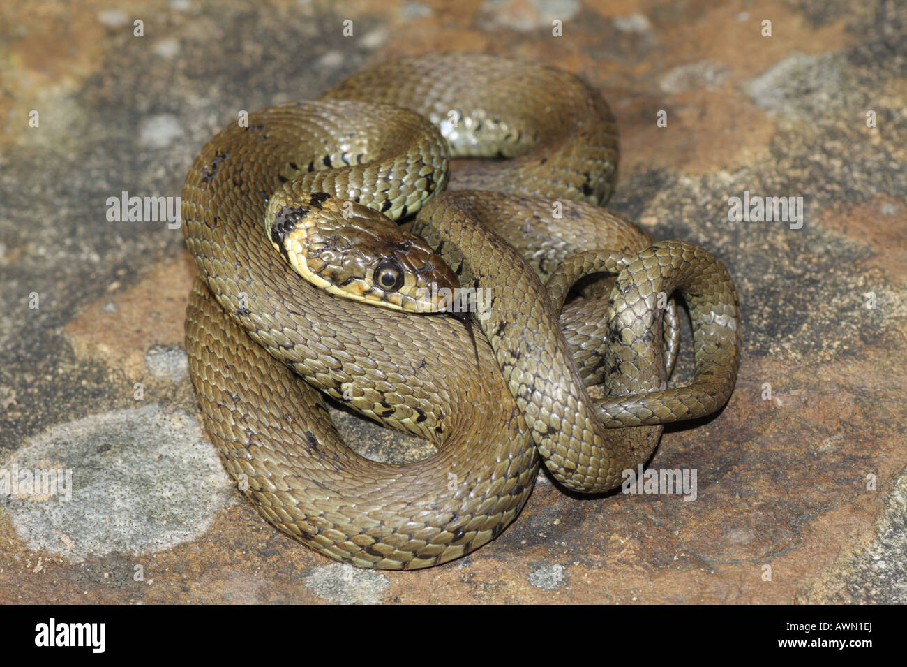 Grass Snake - Natrix natrix Stock Photo - Alamy