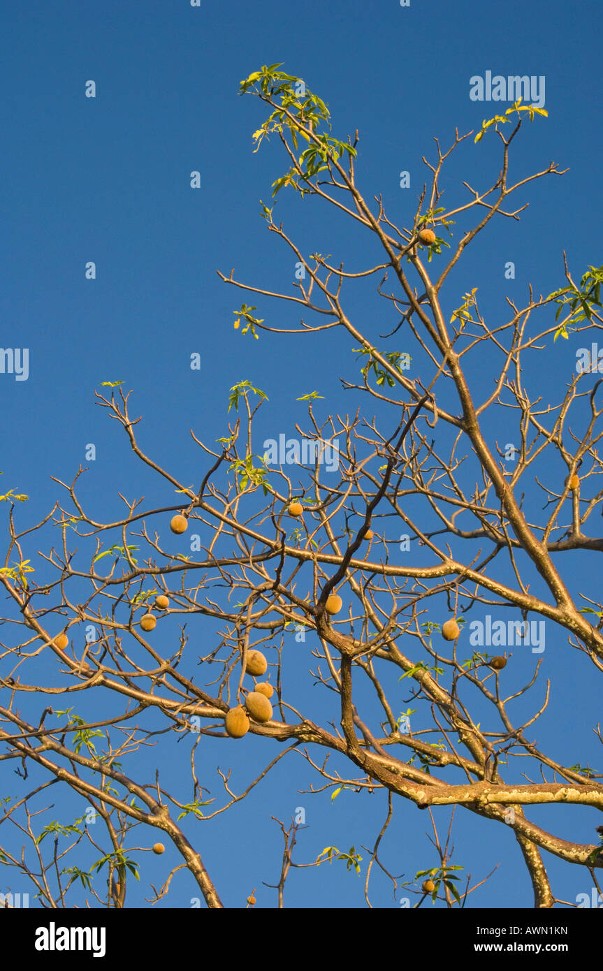 Leaves seed pods boab tree hi-res stock photography and images - Alamy