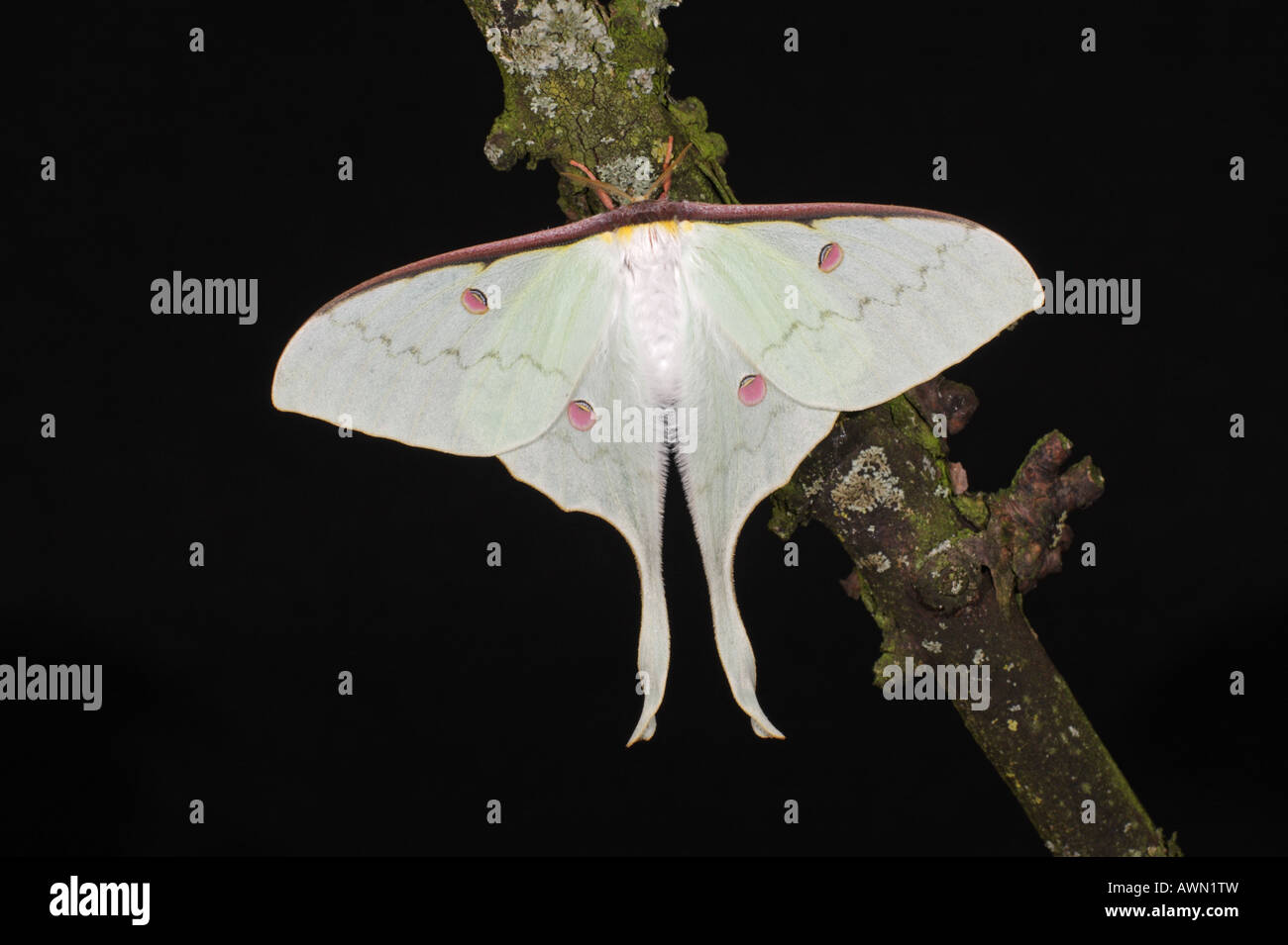 Chinese Moon Moth - Actias sinensis - female Stock Photo - Alamy