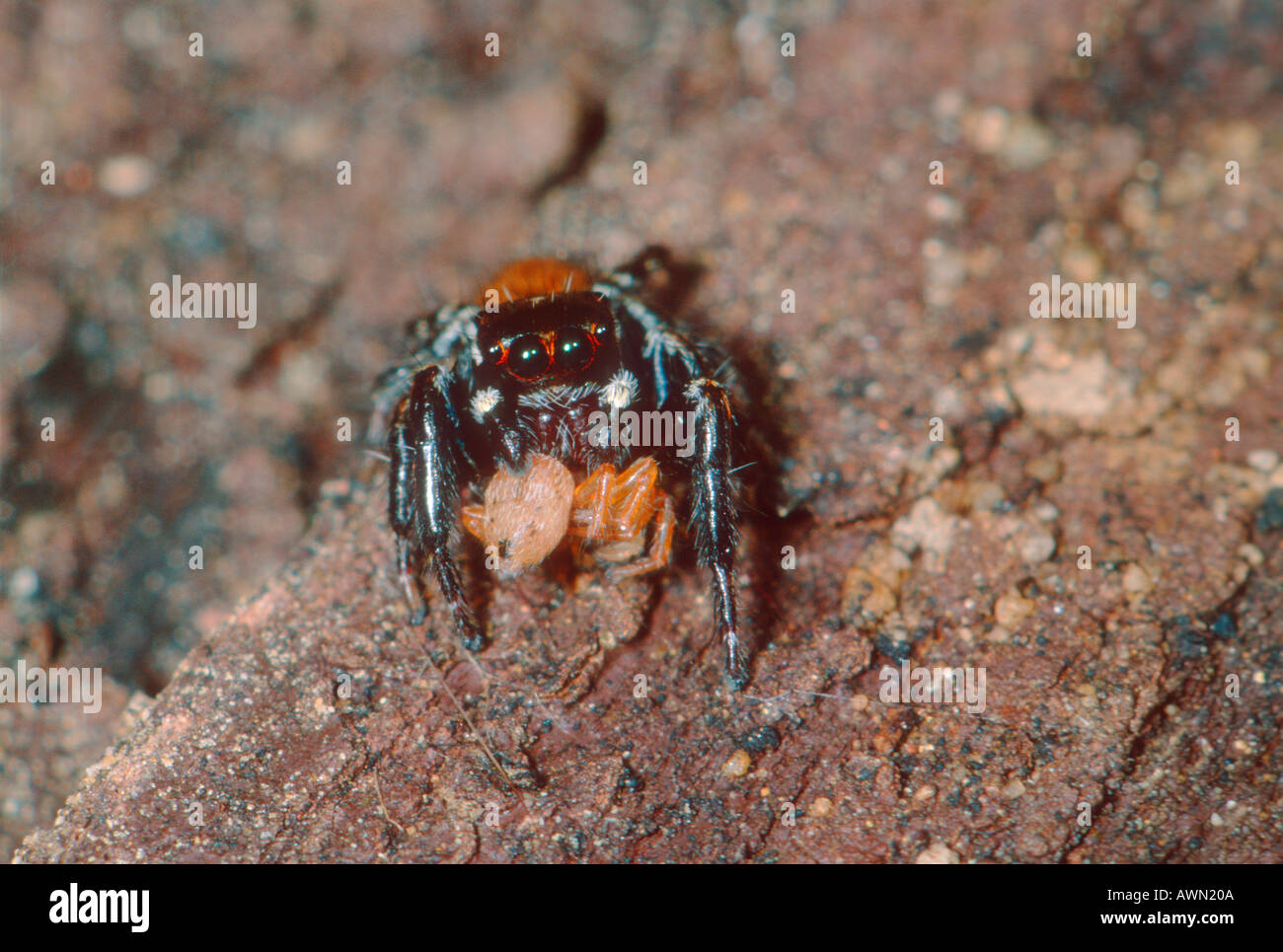 Eating another spider hi-res stock photography and images - Alamy