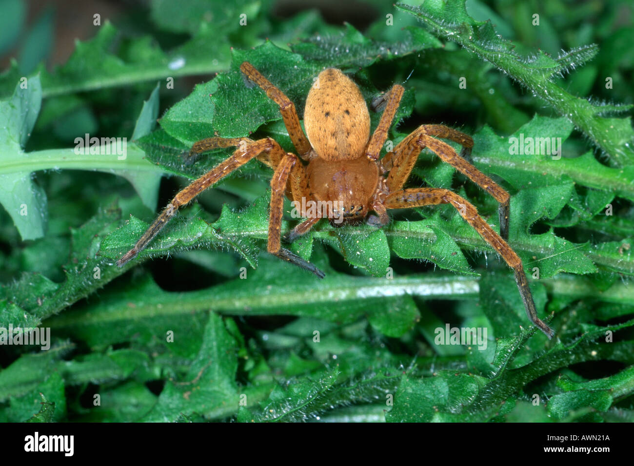 Drassodes hi-res stock photography and images - Alamy