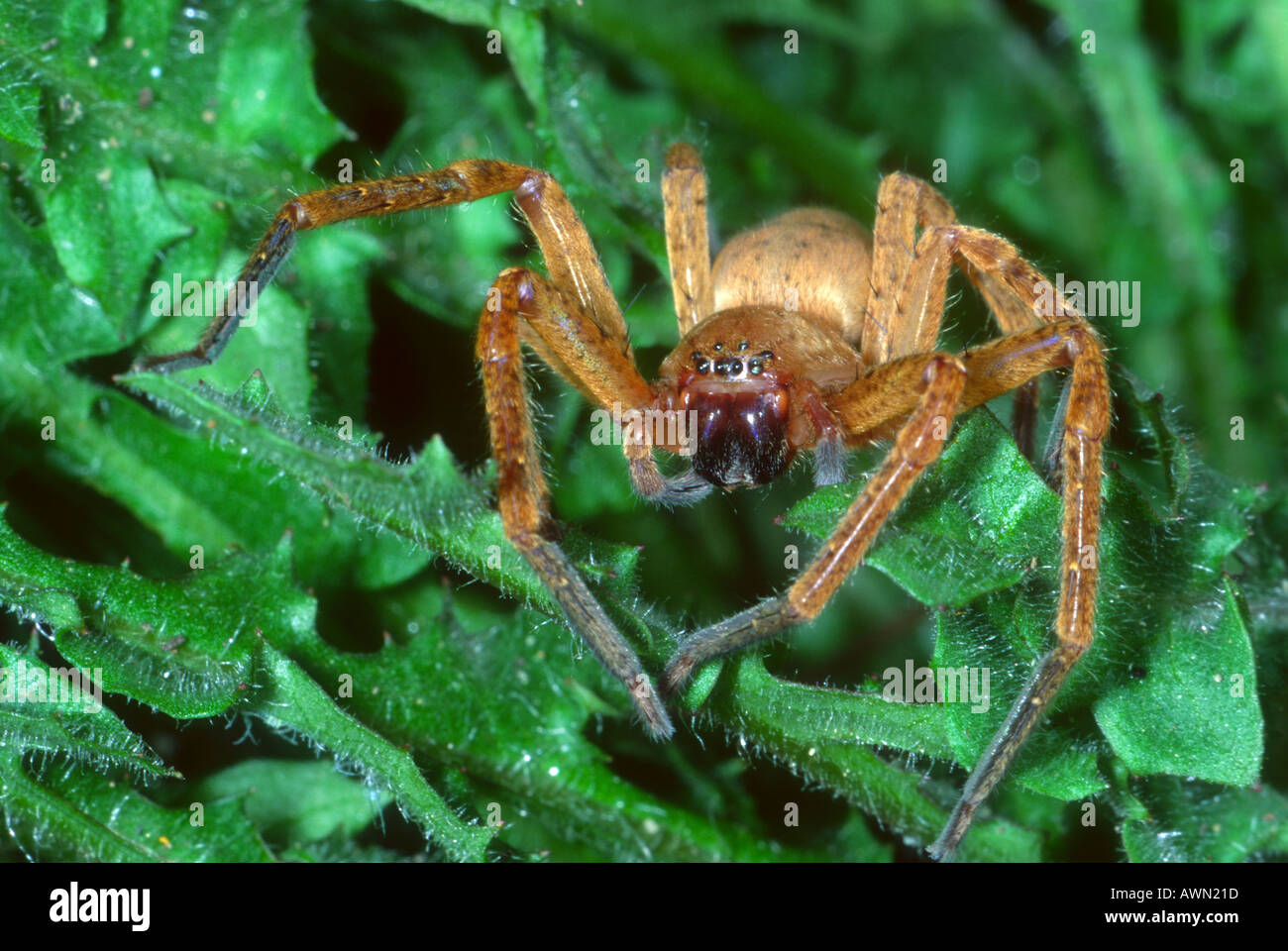 Stone Ground-Spider, Drassodes lapidosus. On plant. Showing fangs Stock ...