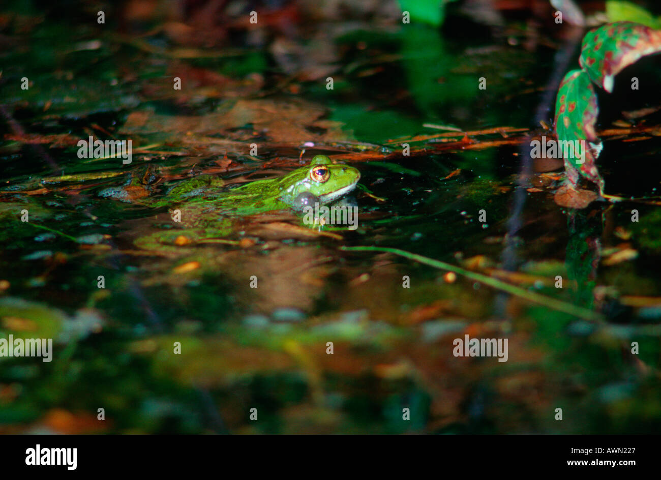 Behavior croak hi-res stock photography and images - Alamy