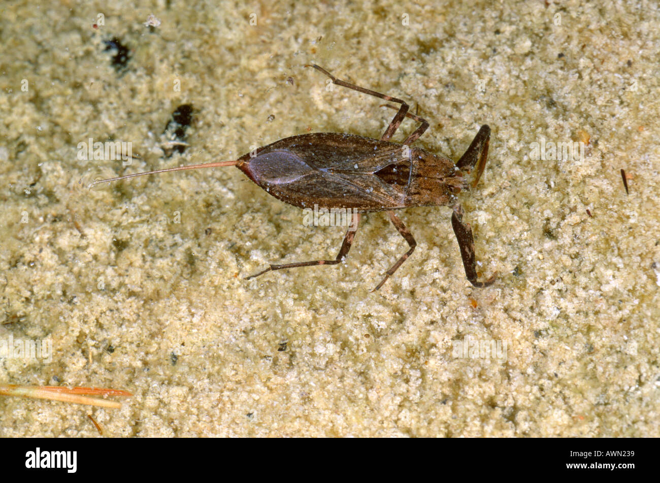 Water scorpions hi-res stock photography and images - Alamy