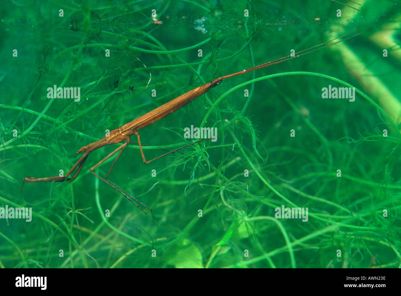 Water stick insect ranatra linearis hi-res stock photography and images ...