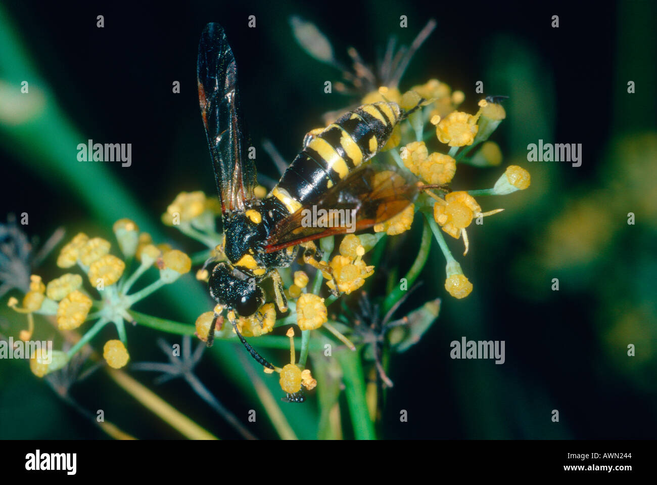 Sawflies tenthredo sp hi-res stock photography and images - Alamy