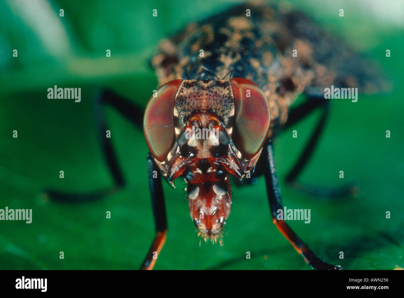 Platystomatidae sp hi-res stock photography and images - Alamy