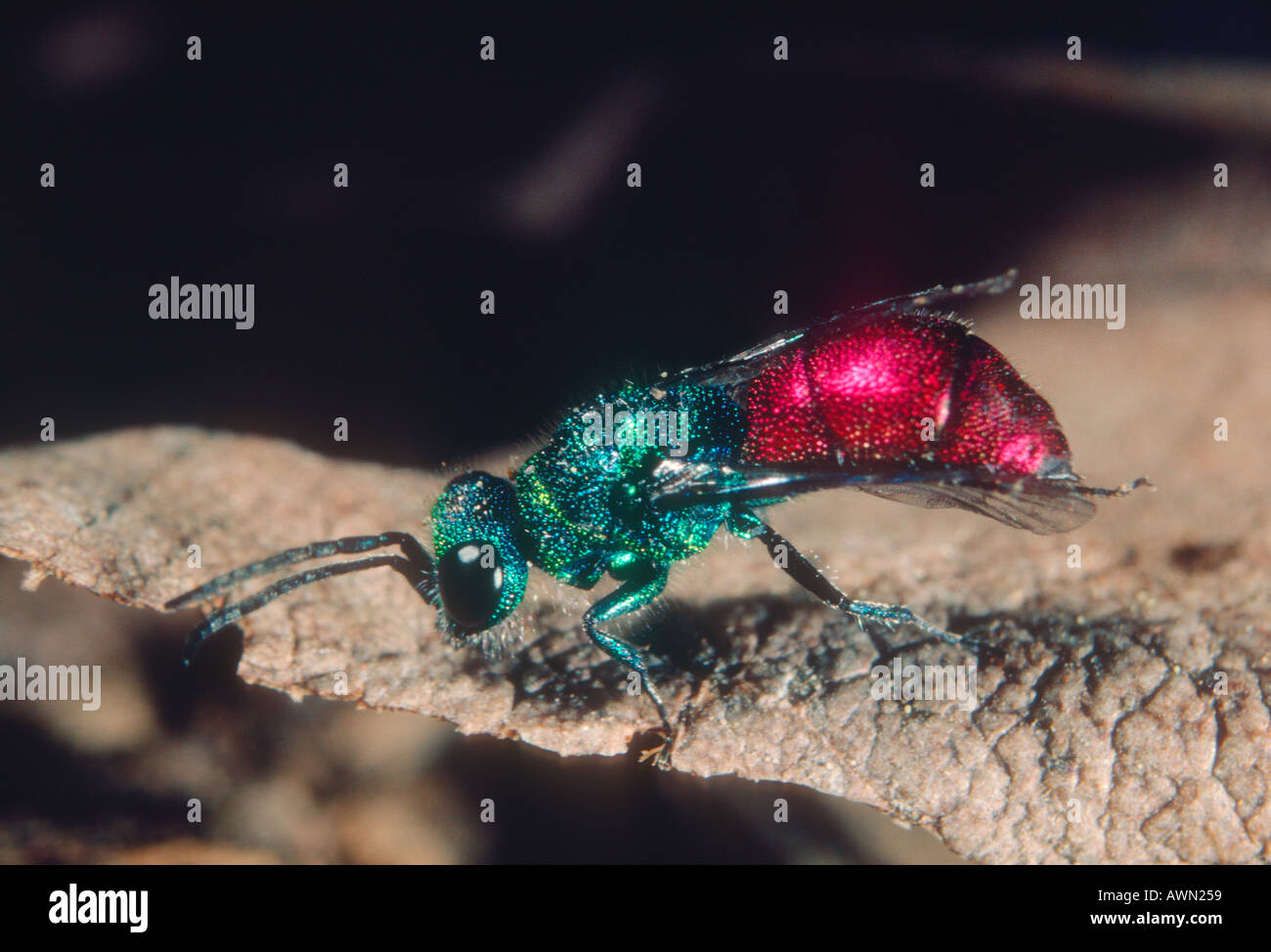 Ruby-tailed Wasp, Chrysis ignita. Cleaning itself Stock Photo - Alamy